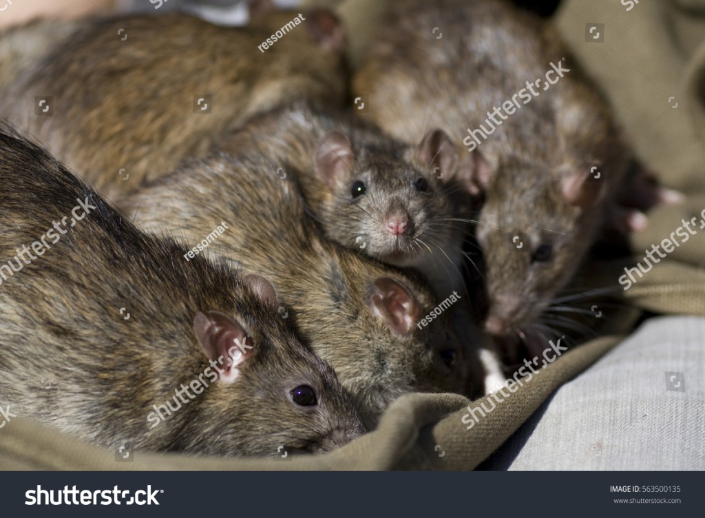 Big Swamp Rats Have Little Swamp Rats (RR) - The Post & Email