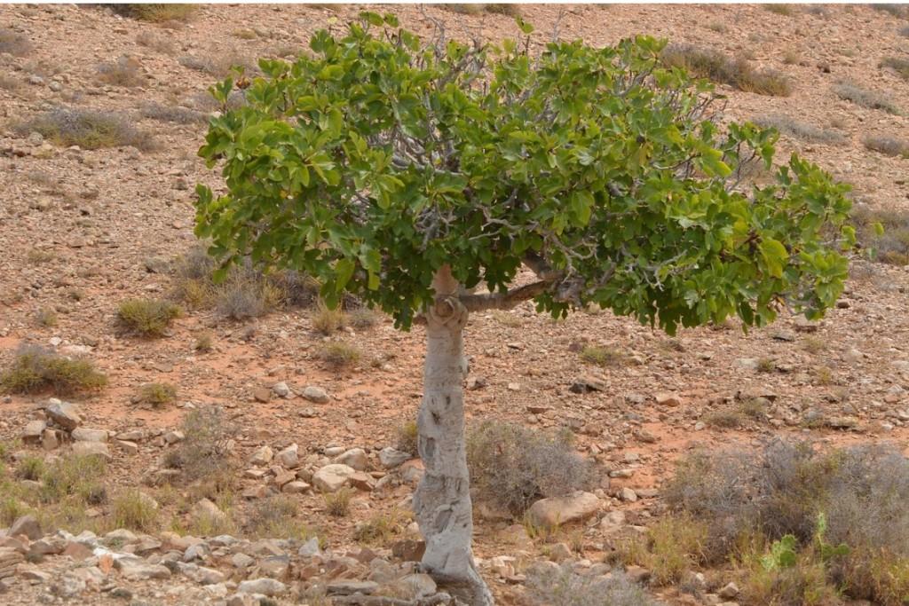 The Most Powerful Convergence of Prophetic Events Since the 1948 ...